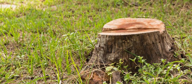 Stump Grinding Brisbane | ABC Tree Lopping - Remove Unsightly Stumps