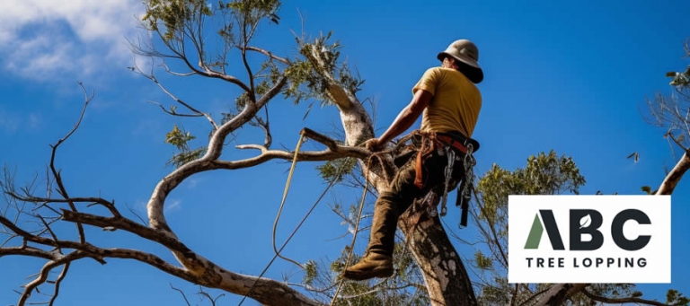 ABC Tree Lopping Brisbane | Expert Tree Care Services