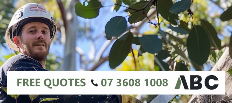 ABC Tree Lopping Brisbane | Expert Tree Care Services